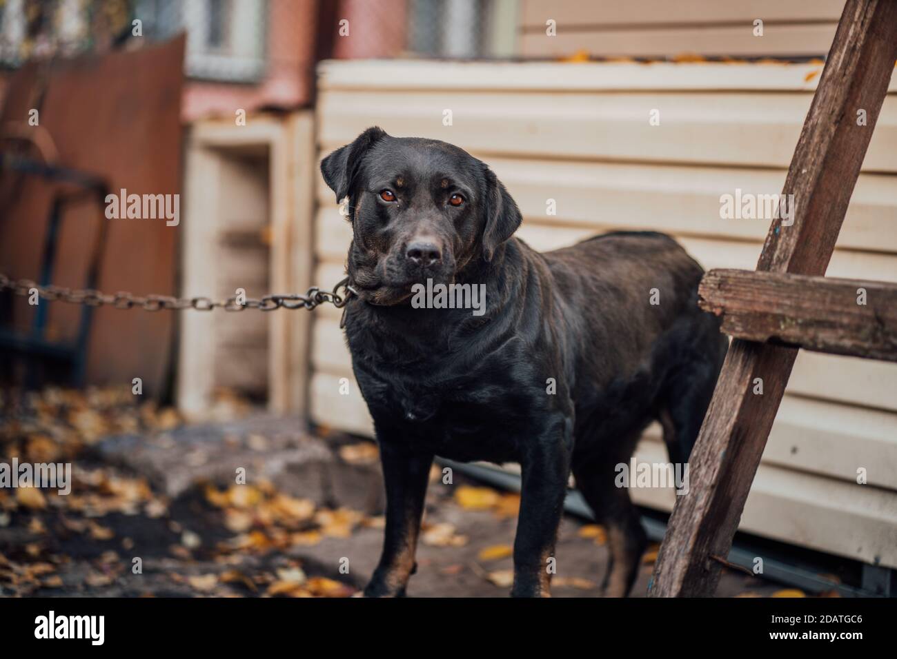 Are Chains Bad For Dogs