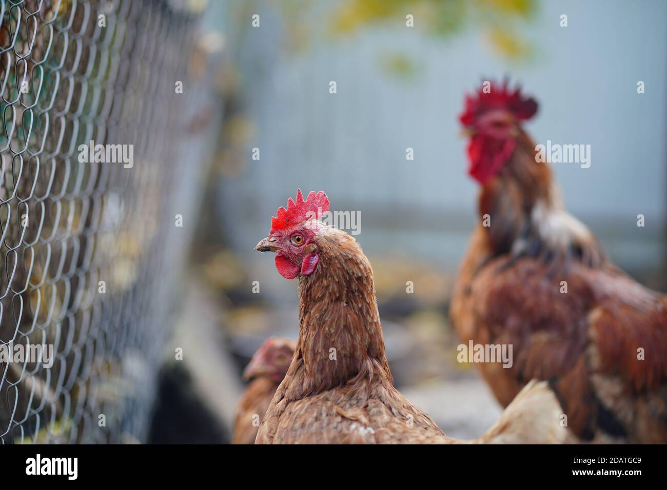 Red chicken walking in paddock. Ordinary red rooster and chickens ...