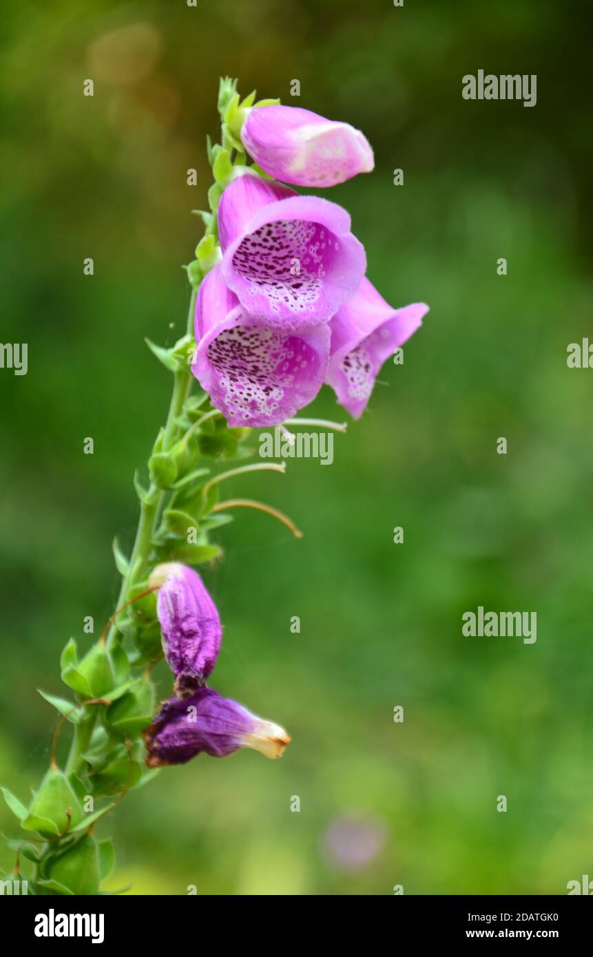 Purple flowers in the garden Stock Photo - Alamy