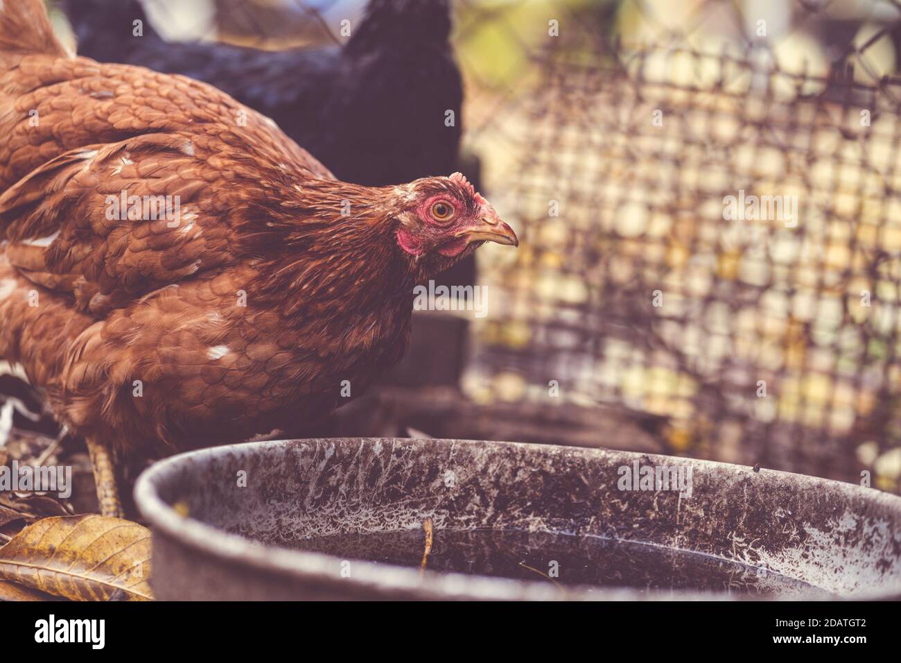 Thirst quench quenches hi-res stock photography and images - Alamy