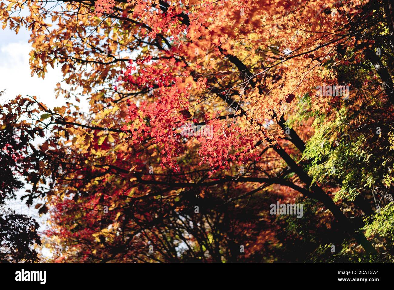 Red and orange autumn leaves background Stock Photo - Alamy