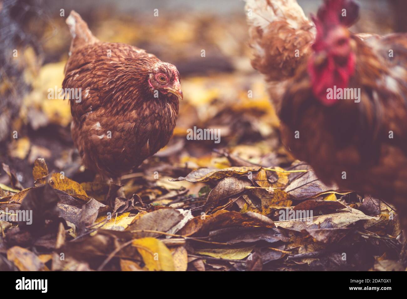 Chickens on fallen leaves in the aviary. Brown chickens walk on a pile ...