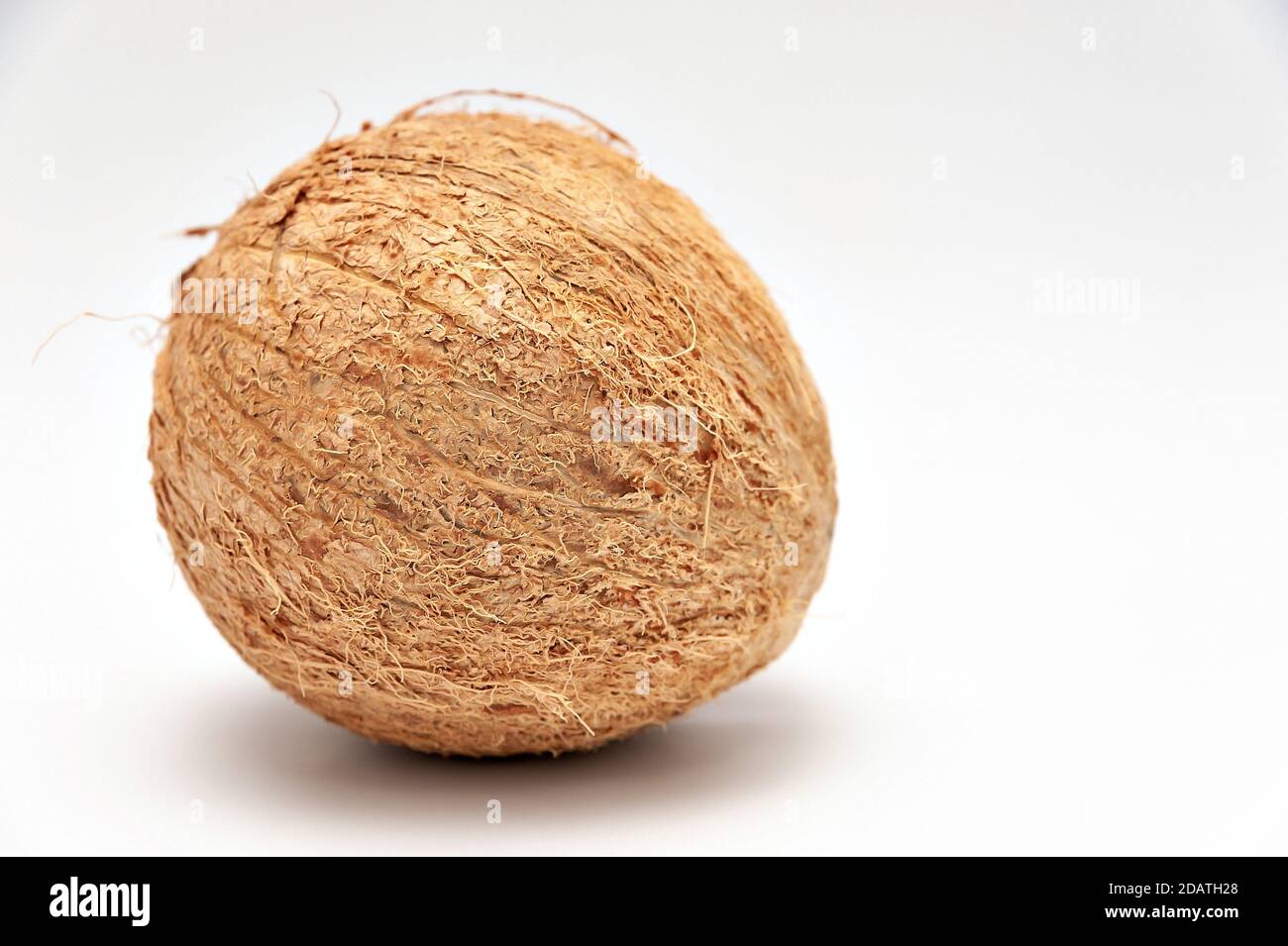 Healthy food - Whole coconut in close-up with copy space. Isolated on ...