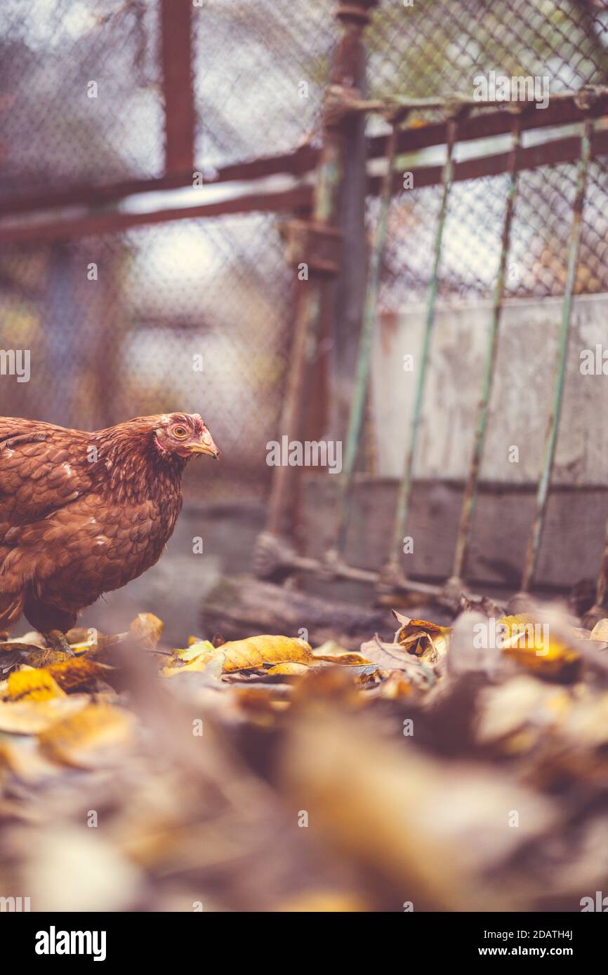 Chicken on fallen leaves in the aviary. Brown chicken walking on a pile ...