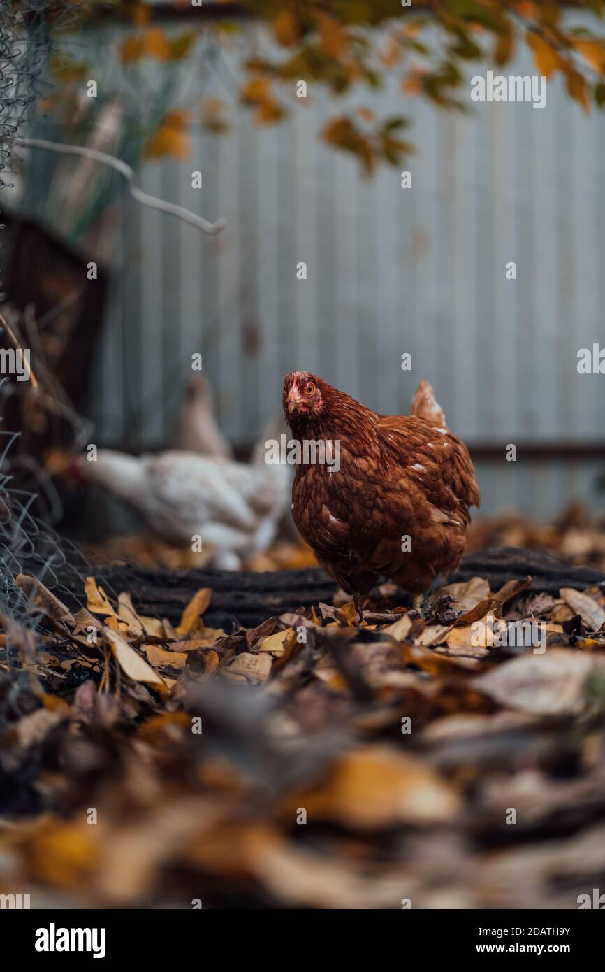 Chickens in enclosure. Hens walking on autumn day on farm. Chicken ...