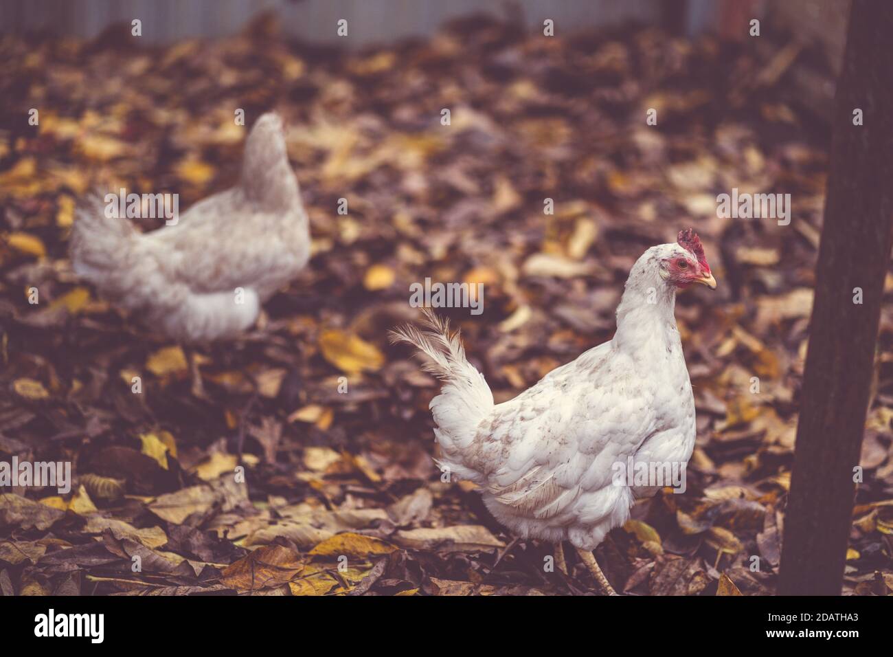 White hens walking in the paddock. A white hen walks on a pile of dry ...