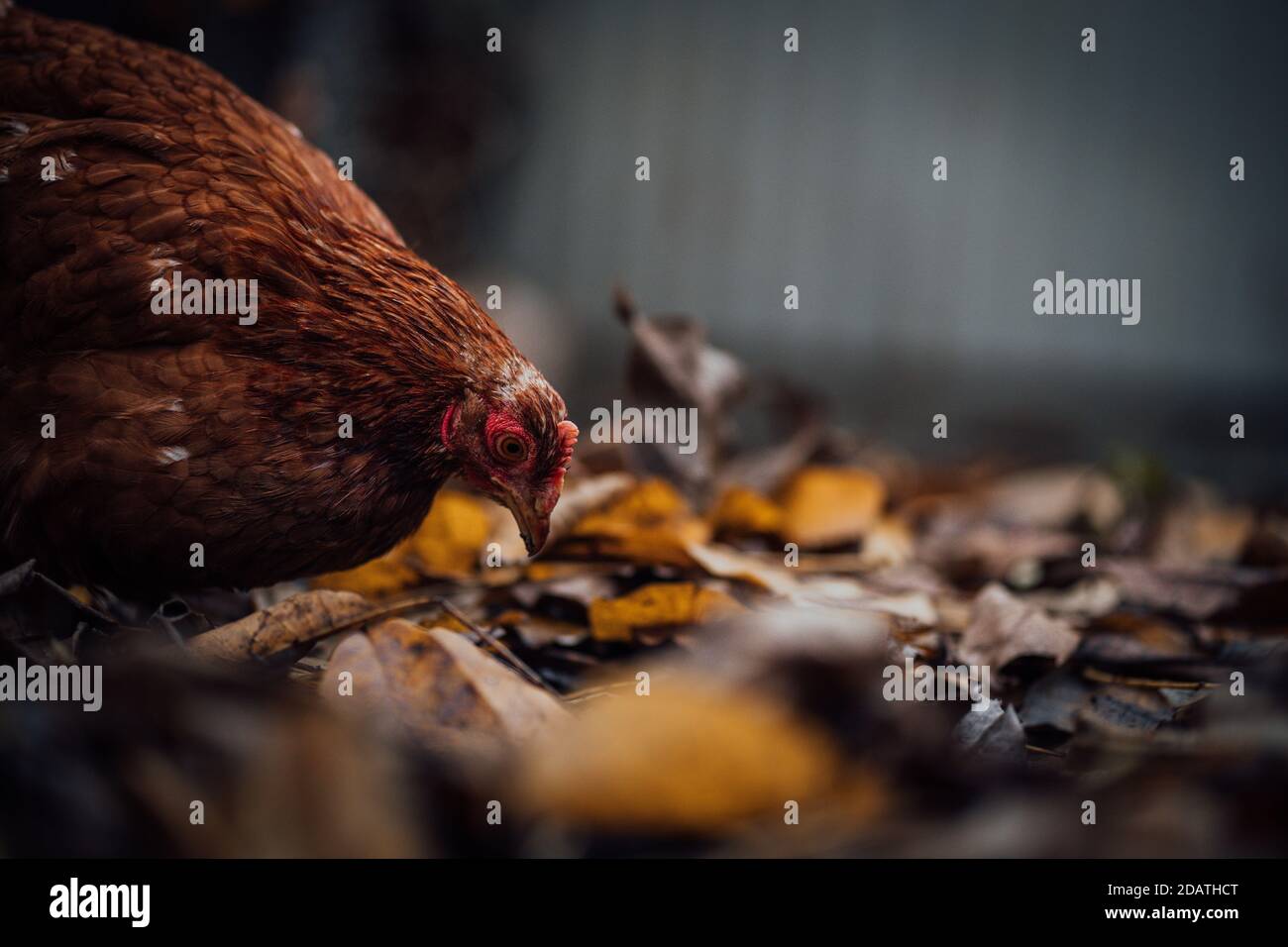 Chicken on fallen leaves in the aviary. Brown chicken walking on a pile ...