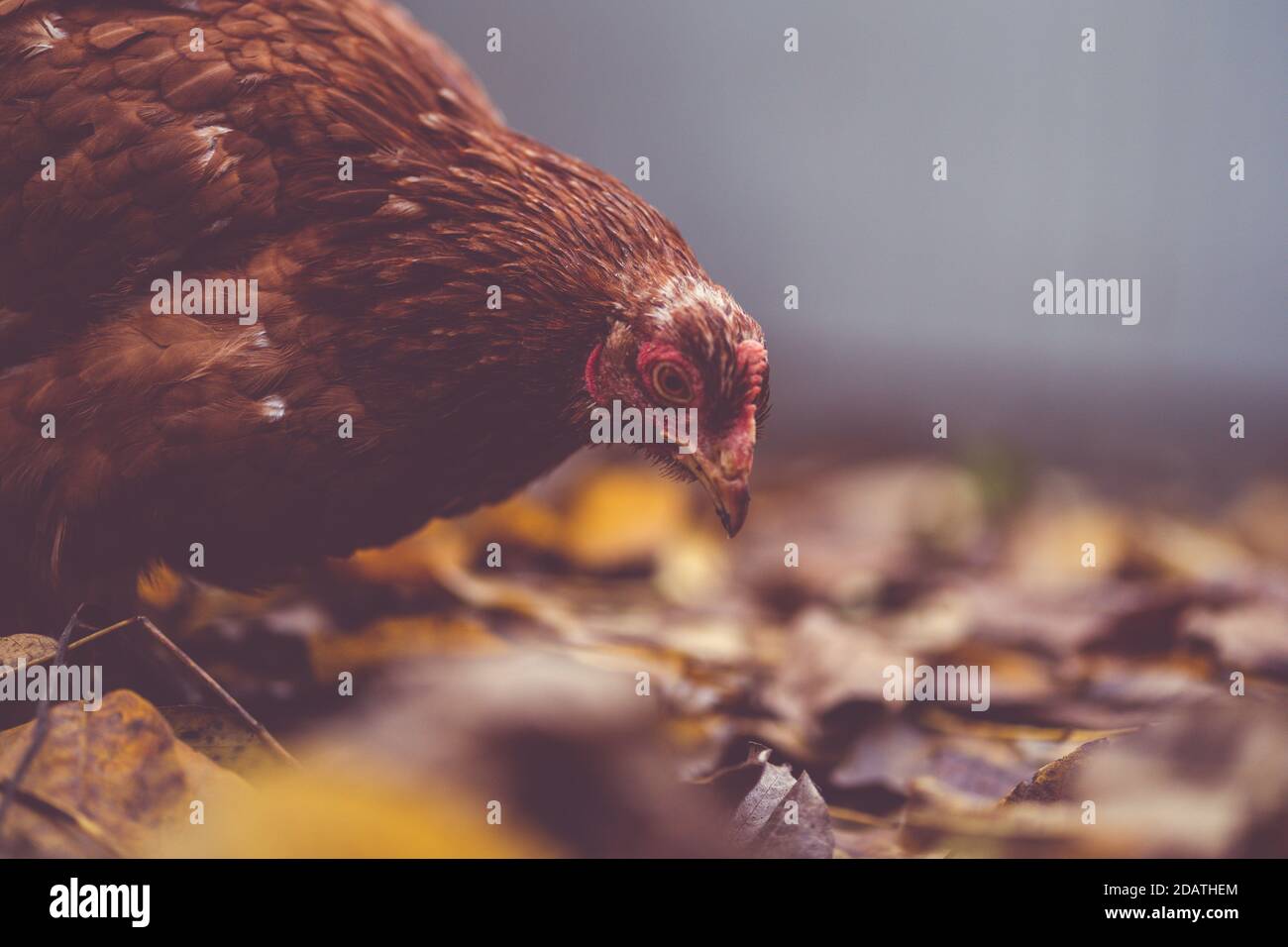Chicken on fallen leaves in the aviary. Brown chicken walking on a pile ...
