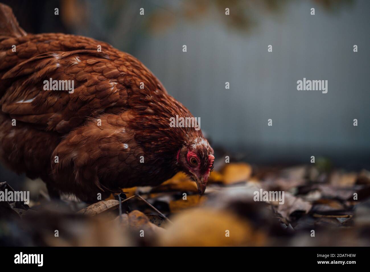 Chicken on fallen leaves in the aviary. Brown chicken walking on a pile ...