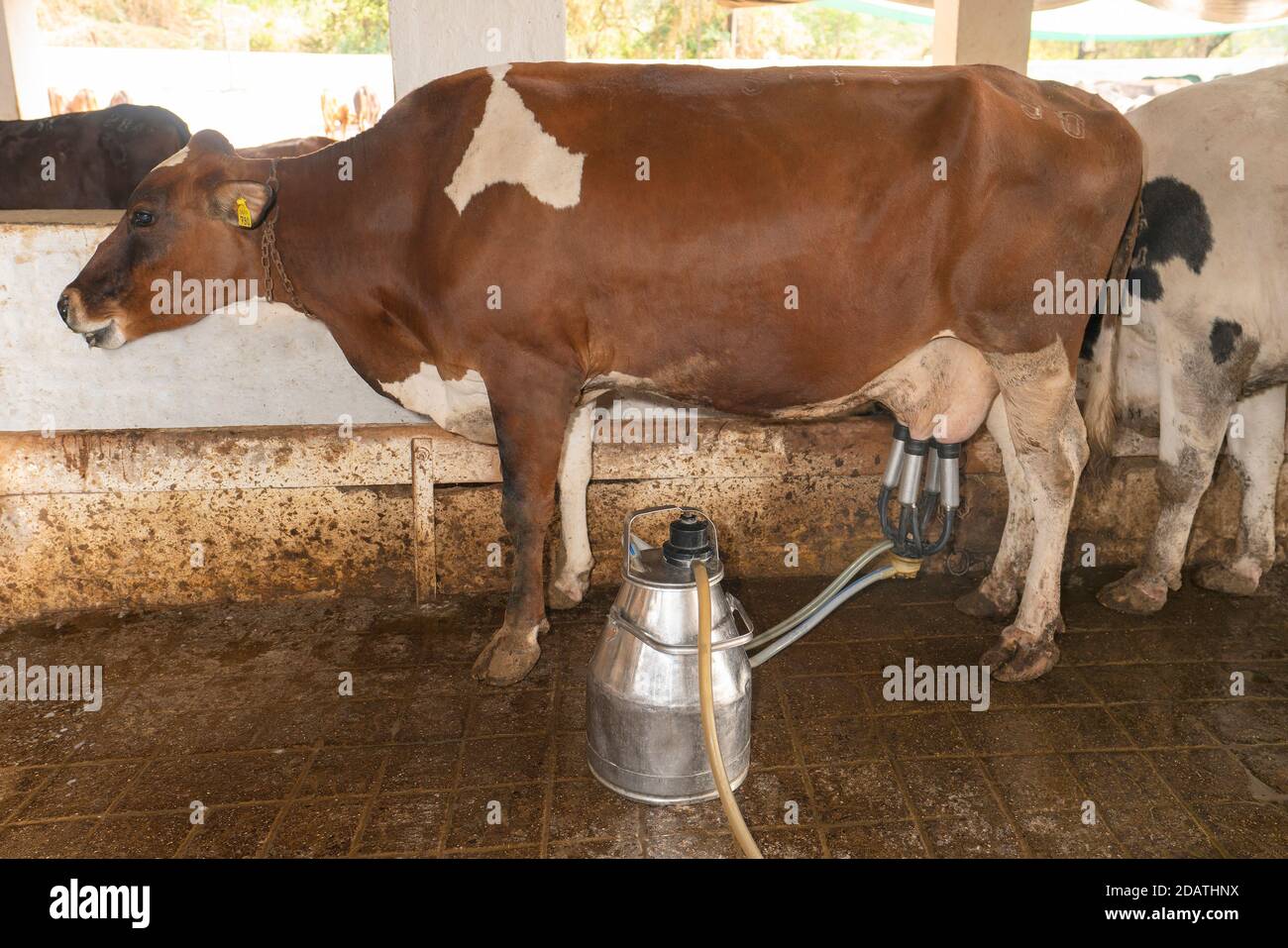 Nashik,17, December, 2019 : View of mechanised milking of cows ...