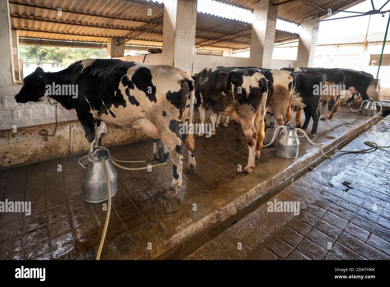 Nashik, 17, December, 2019 : View of mechanised milking of cows sheltered in cowshed of modern ...