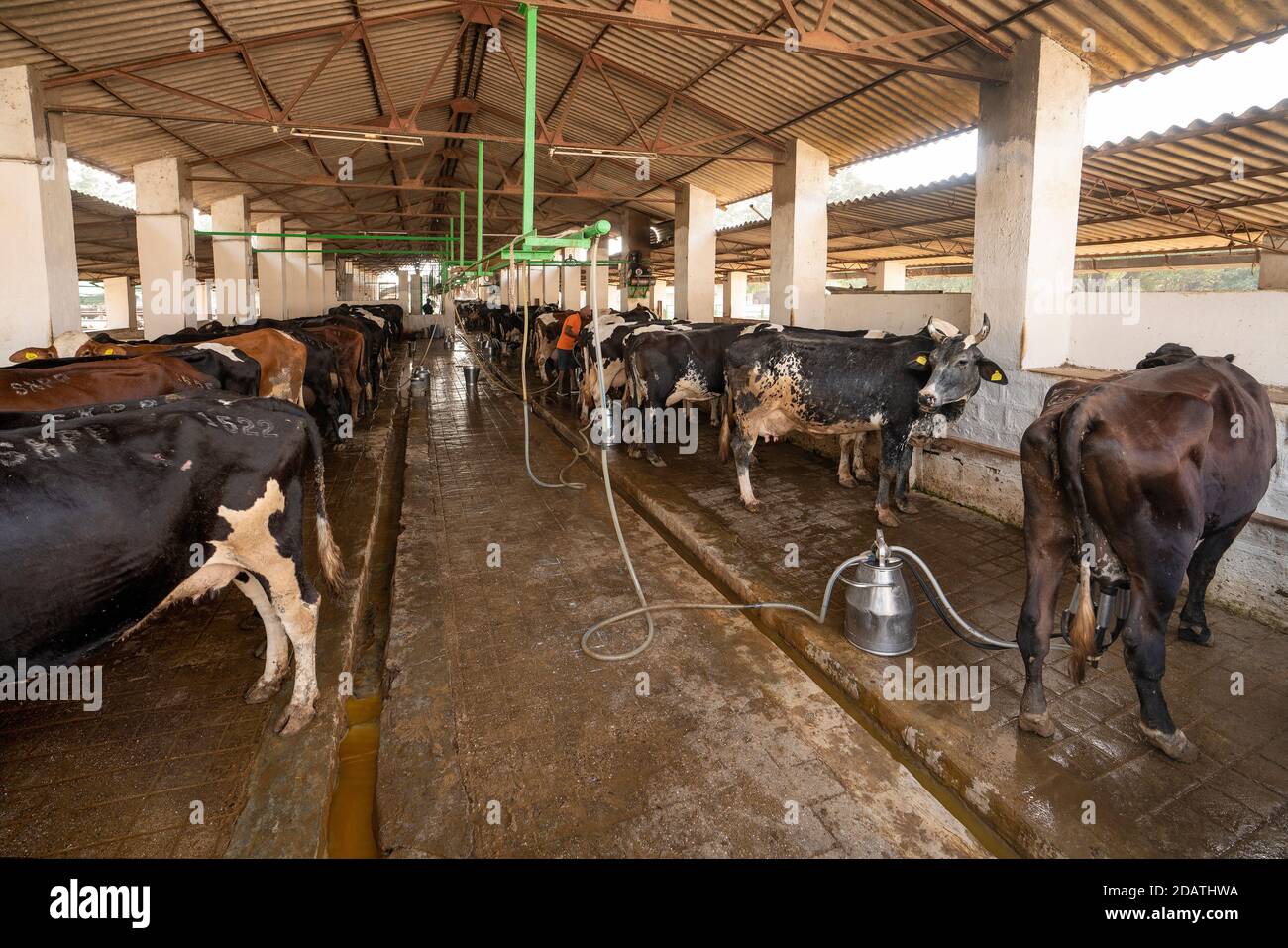Nashik, 17, December, 2019 : View of mechanised milking of cows sheltered in cowshed of modern ...
