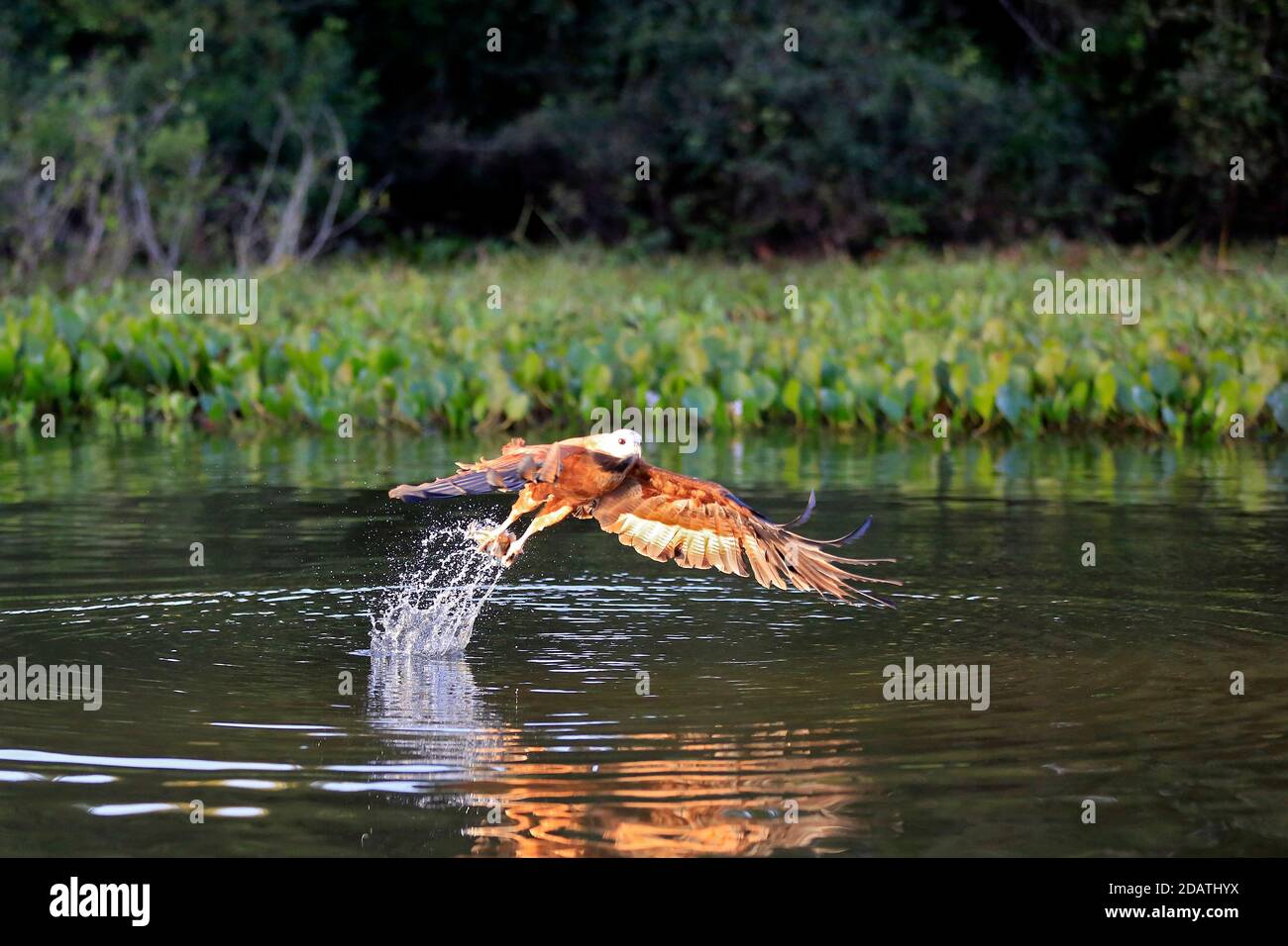 Striking a fish hi-res stock photography and images - Alamy