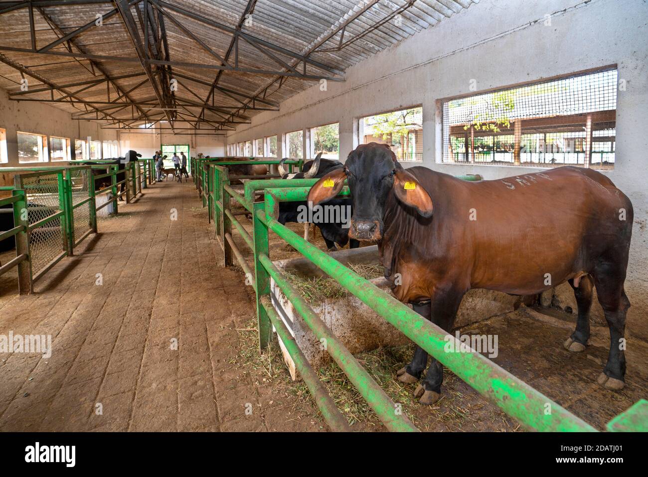 Nasik,17, December, 2019 :View of individually sheltered with ID code ...