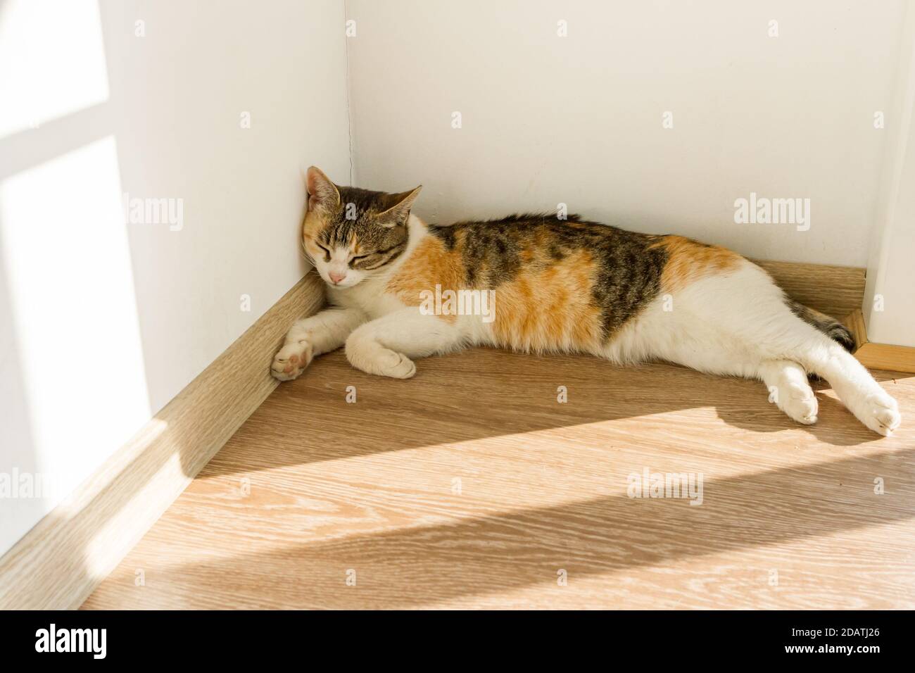 Tabby tricolor cat sleeping in the corner in the sun Stock Photo - Alamy