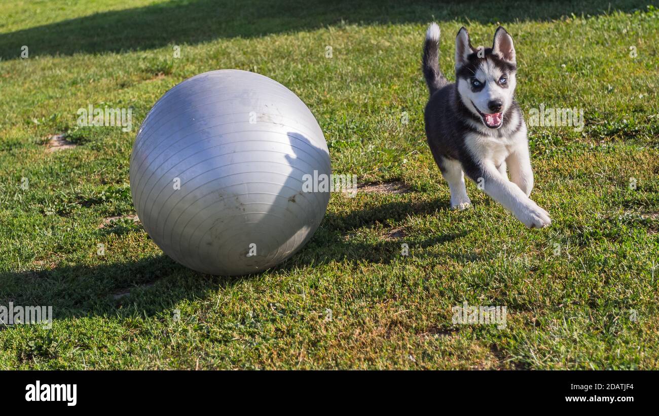 Playful husky puppy with blue eyes playing with big ball Stock Photo ...