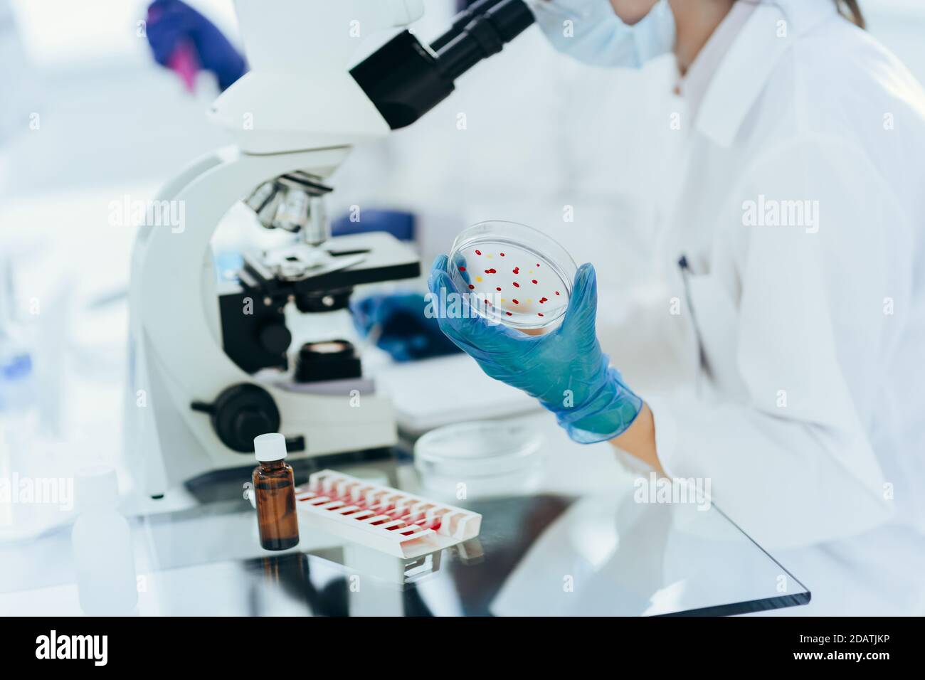female scientist with a Petri dish sitting at a laboratory table Stock ...
