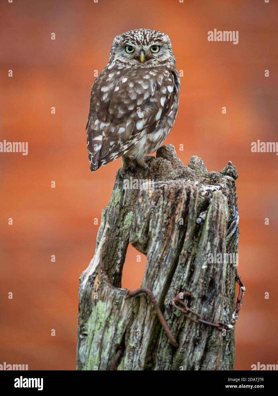 Little Owl rests on a perch in the old farm grounds Stock Photo - Alamy