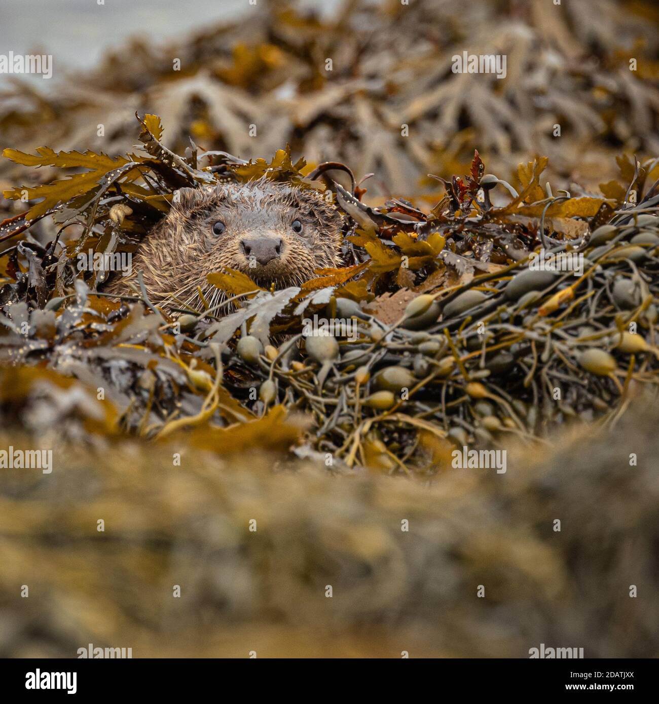 Otter scotland hi-res stock photography and images - Alamy
