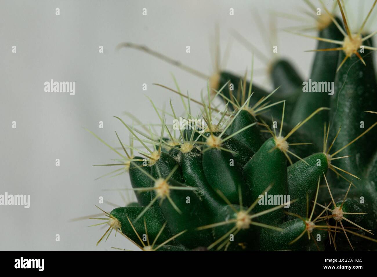 Cacti texture hi-res stock photography and images - Alamy