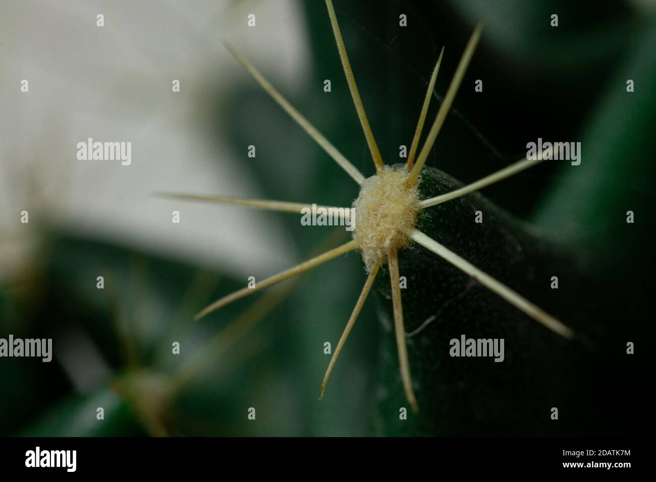 Cacti texture hi-res stock photography and images - Alamy