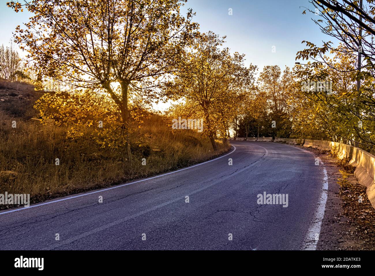 An empty road with golden foilage during the fall season Stock Photo ...