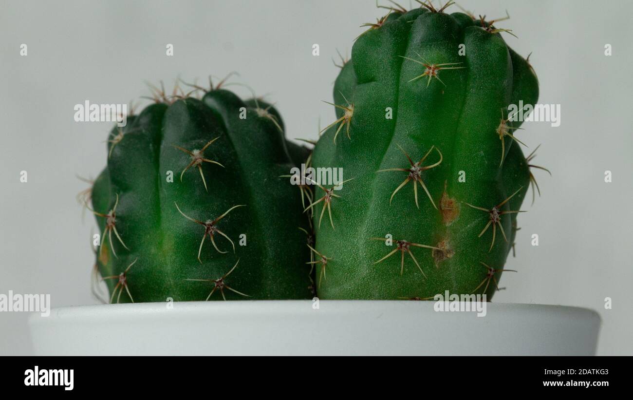 Cacti texture hi-res stock photography and images - Alamy