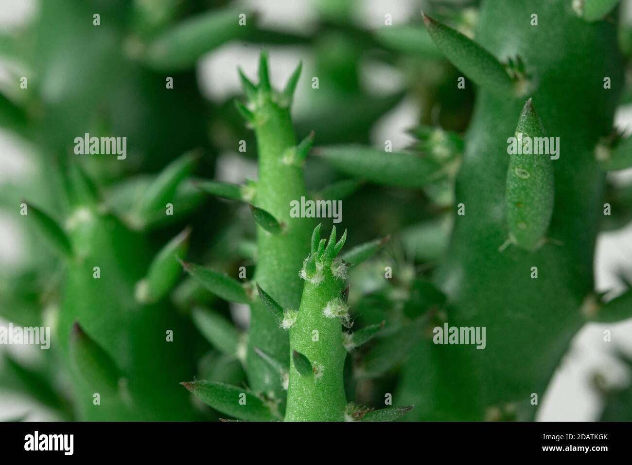 Cacti texture hi-res stock photography and images - Alamy