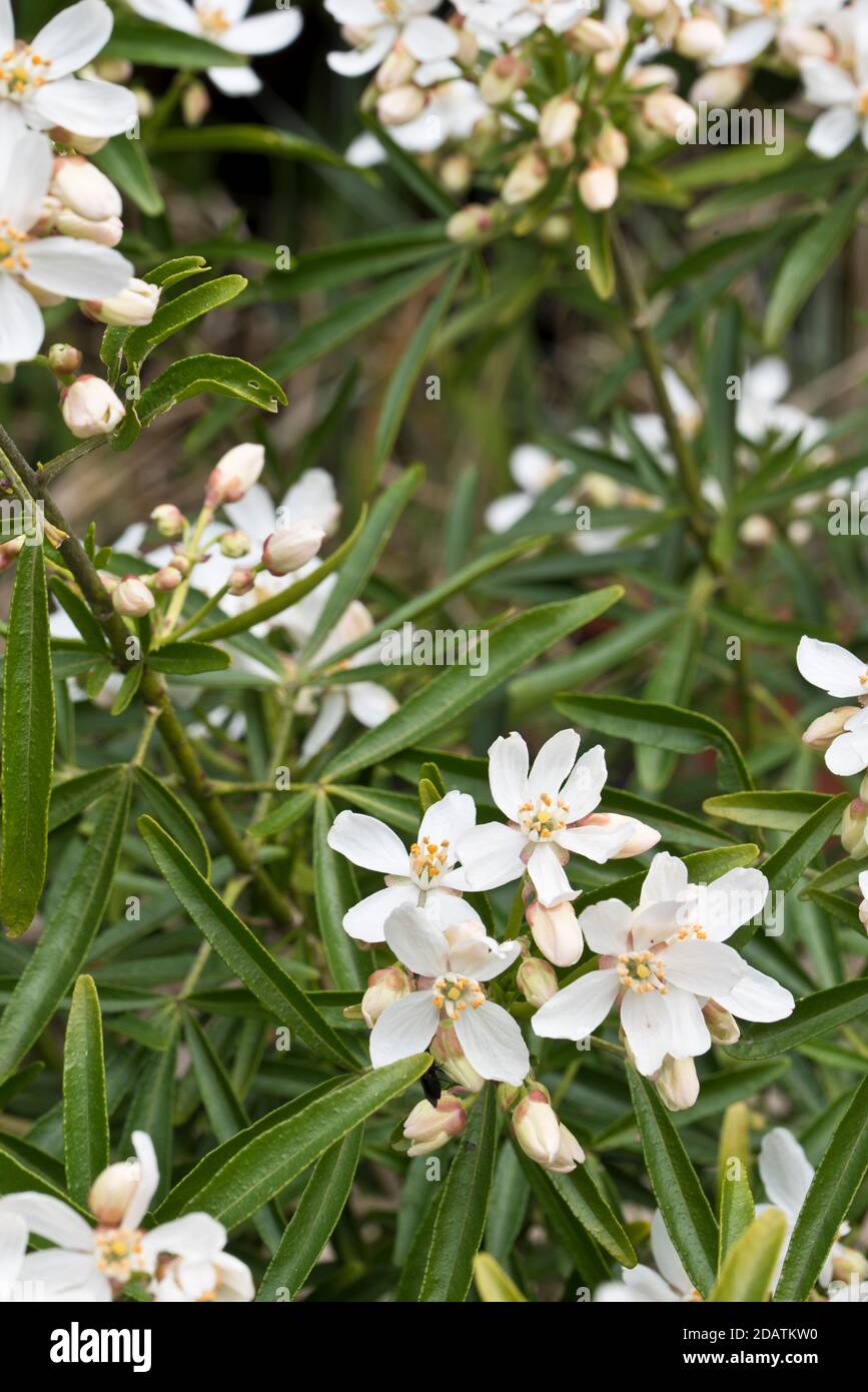 Choisya x dewitteana Aztec Pearl' Stock Photo - Alamy