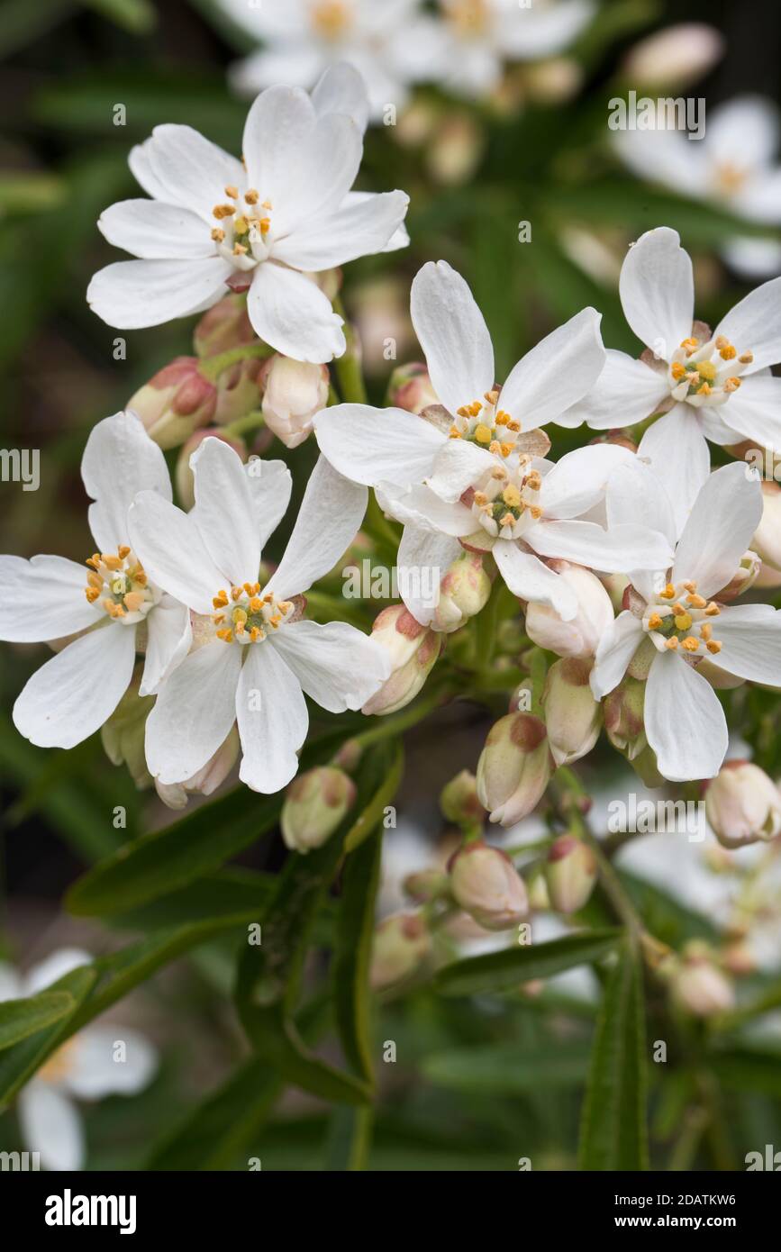 Mexican orange blossom aztec pearl hi-res stock photography and images ...
