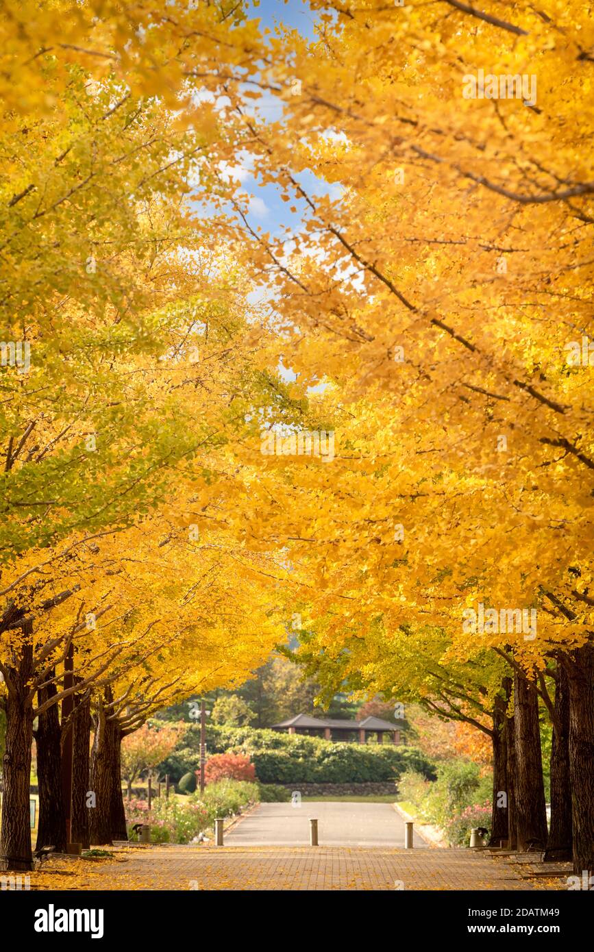 Azuma sport park in Fukushima, Japan in autumn season Stock Photo - Alamy