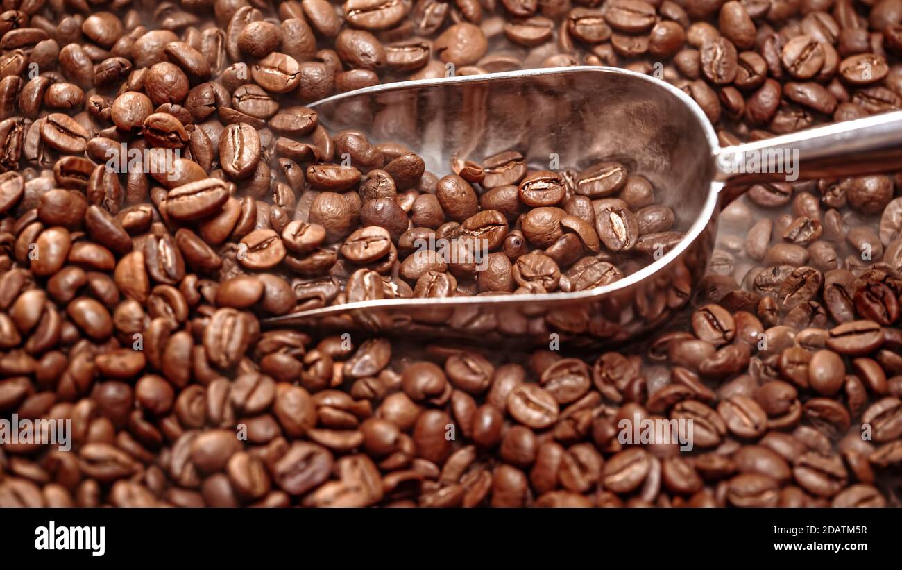 Close up of seeds of coffee. Fragrant coffee beans are roasted smoke ...