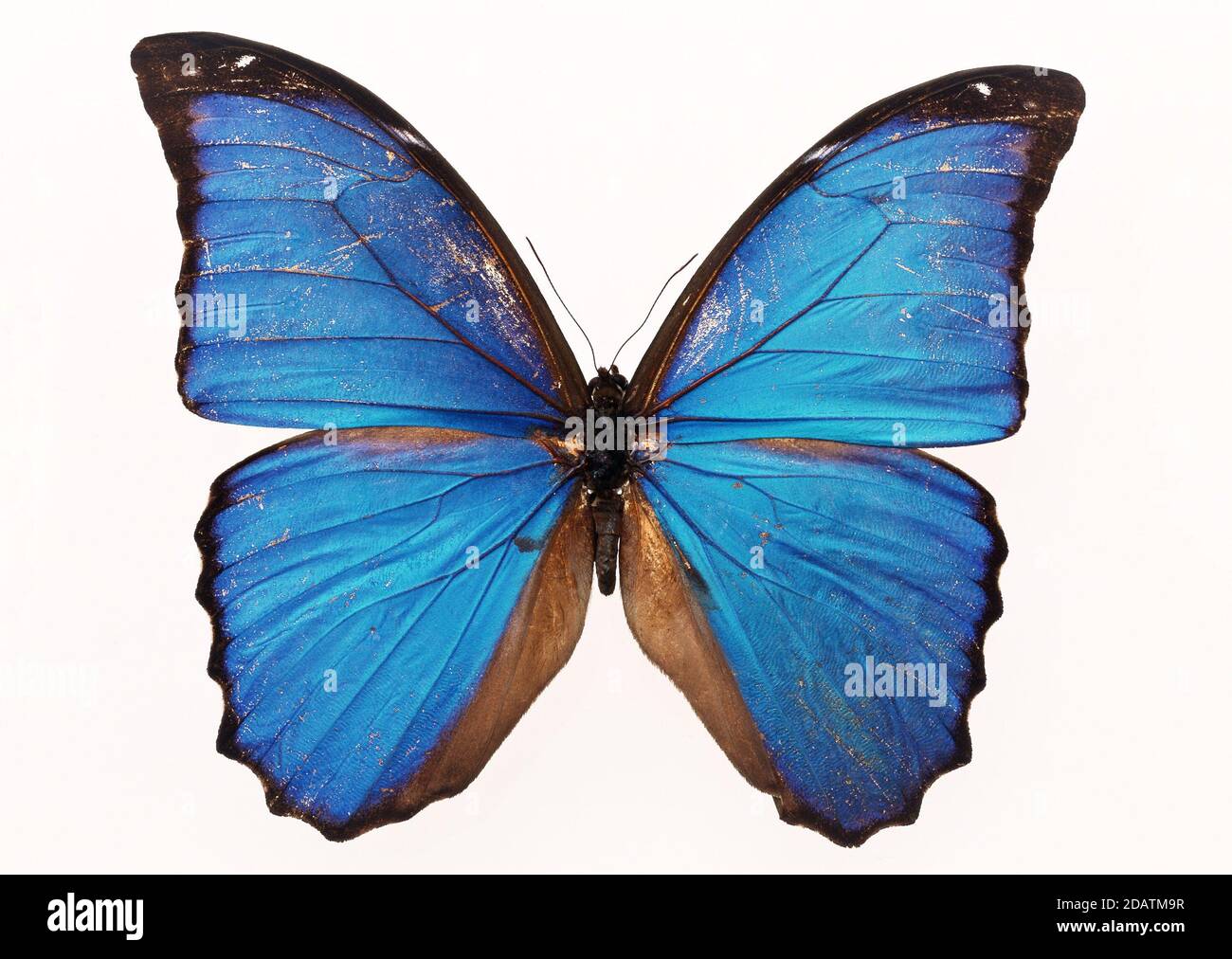 Beautiful blue butterfly isolated on white background Stock Photo - Alamy