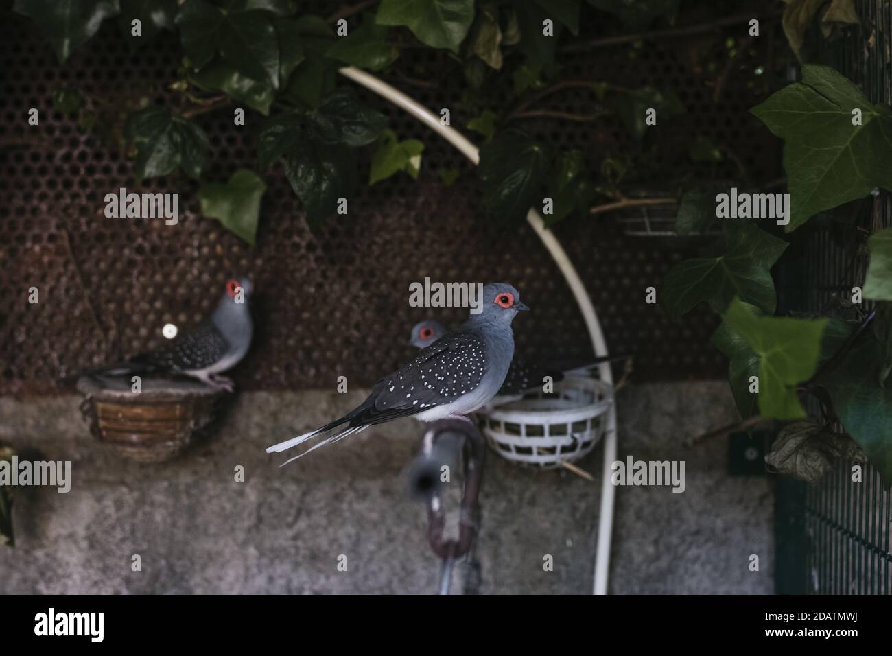 Diamond doves hi-res stock photography and images - Alamy