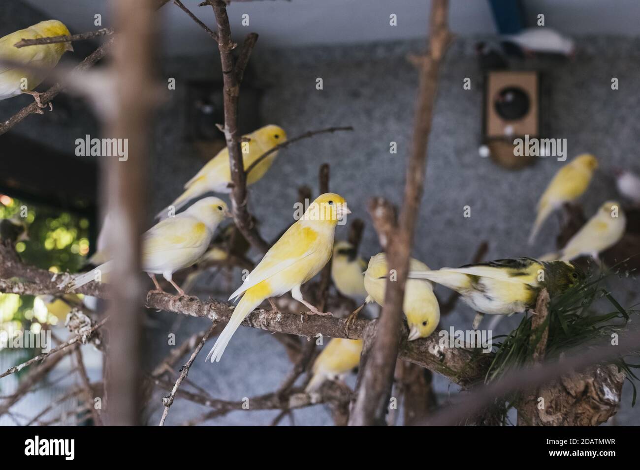 Canary cage hi-res stock photography and images - Alamy