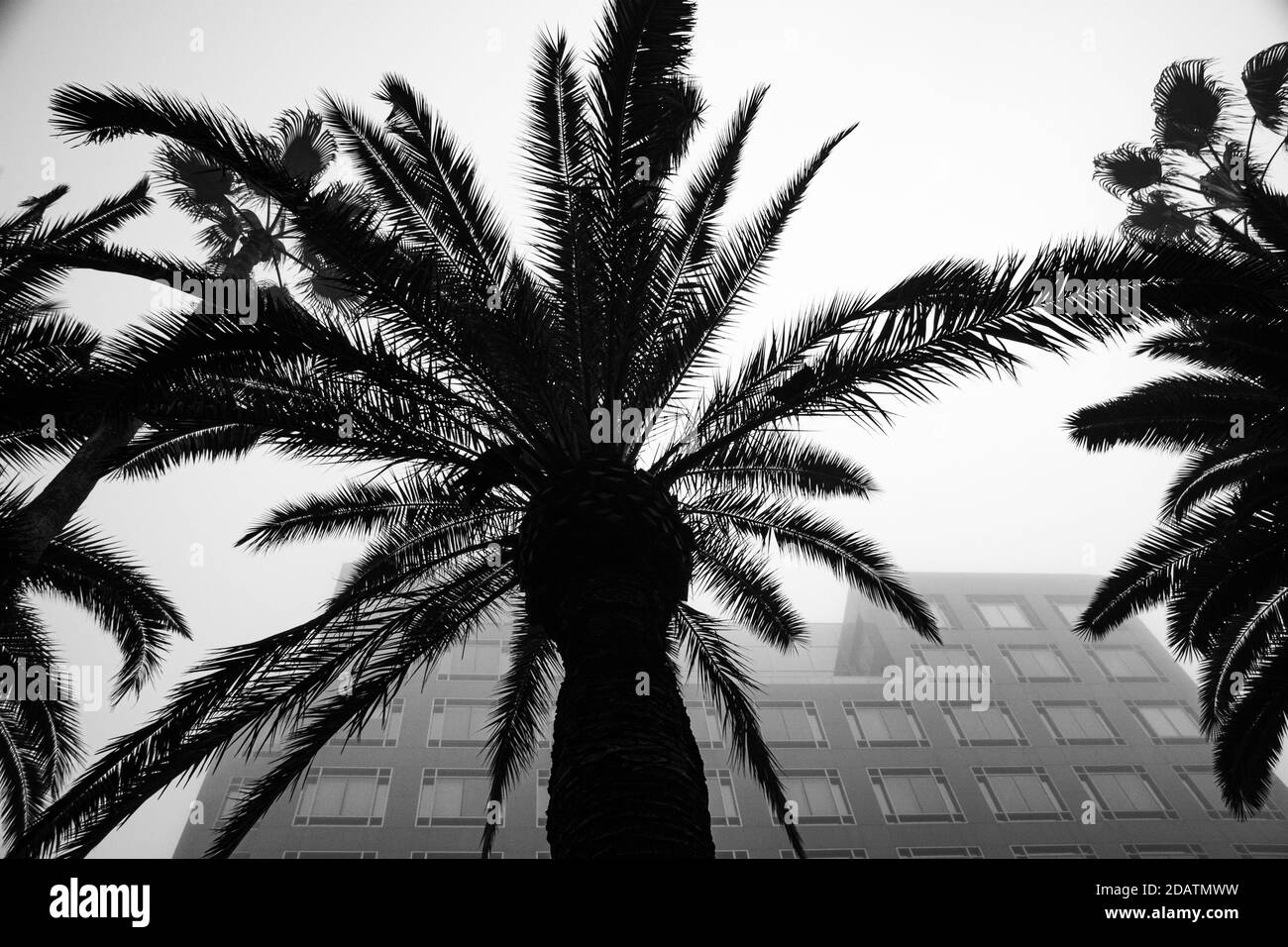 Coconut palm trees wood Black and White Stock Photos & Images - Alamy