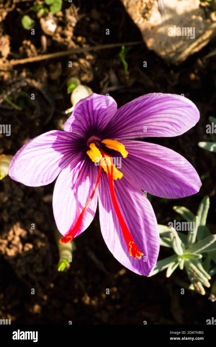 Mediterranean meadow saffron hi-res stock photography and images - Alamy