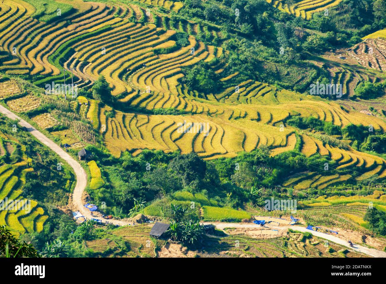 Terraced rice fields in Y ty, Sapa, Laocai, Vietnam seen from the ...