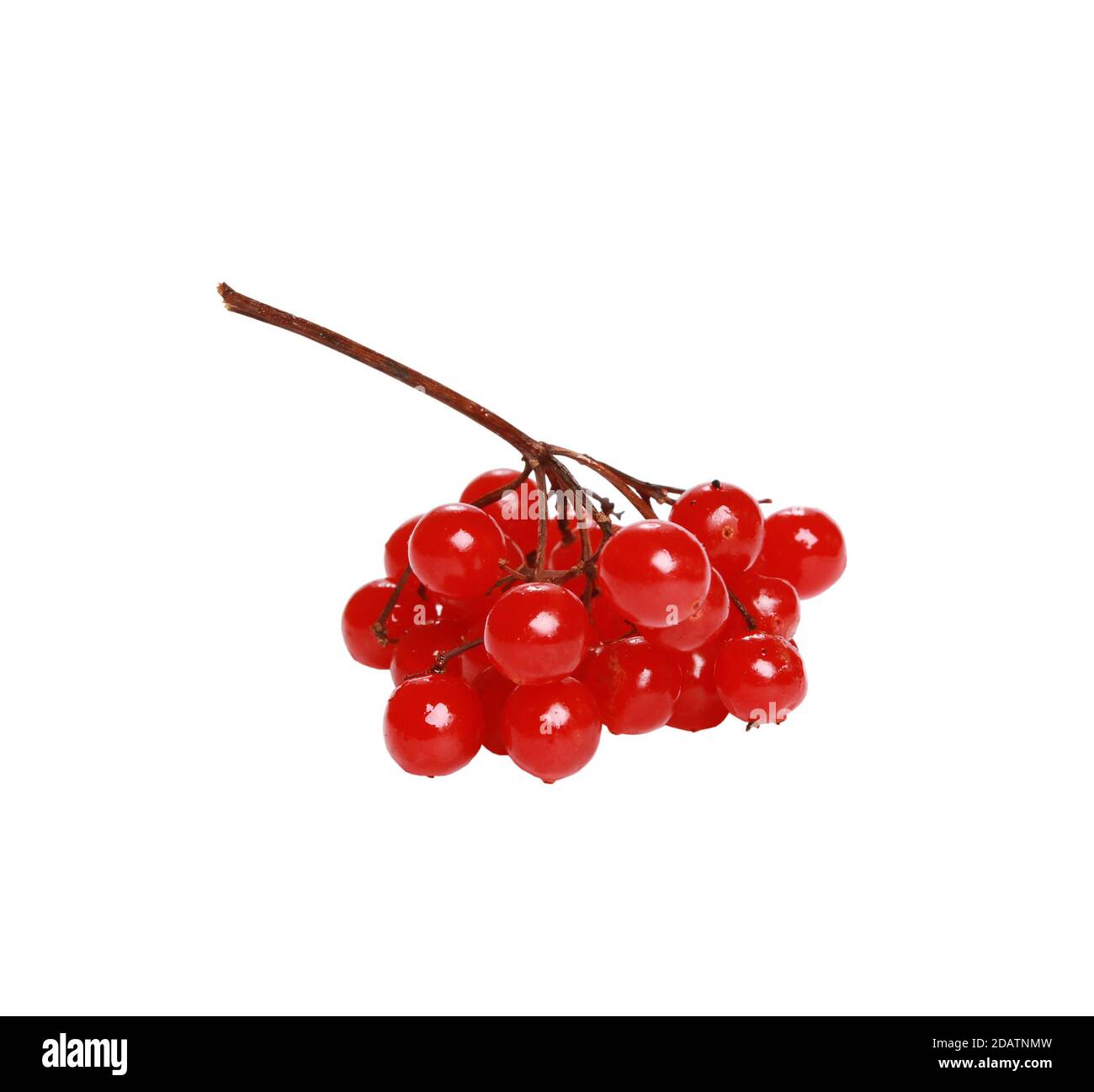Viburnum berry isolated on white background Stock Photo - Alamy