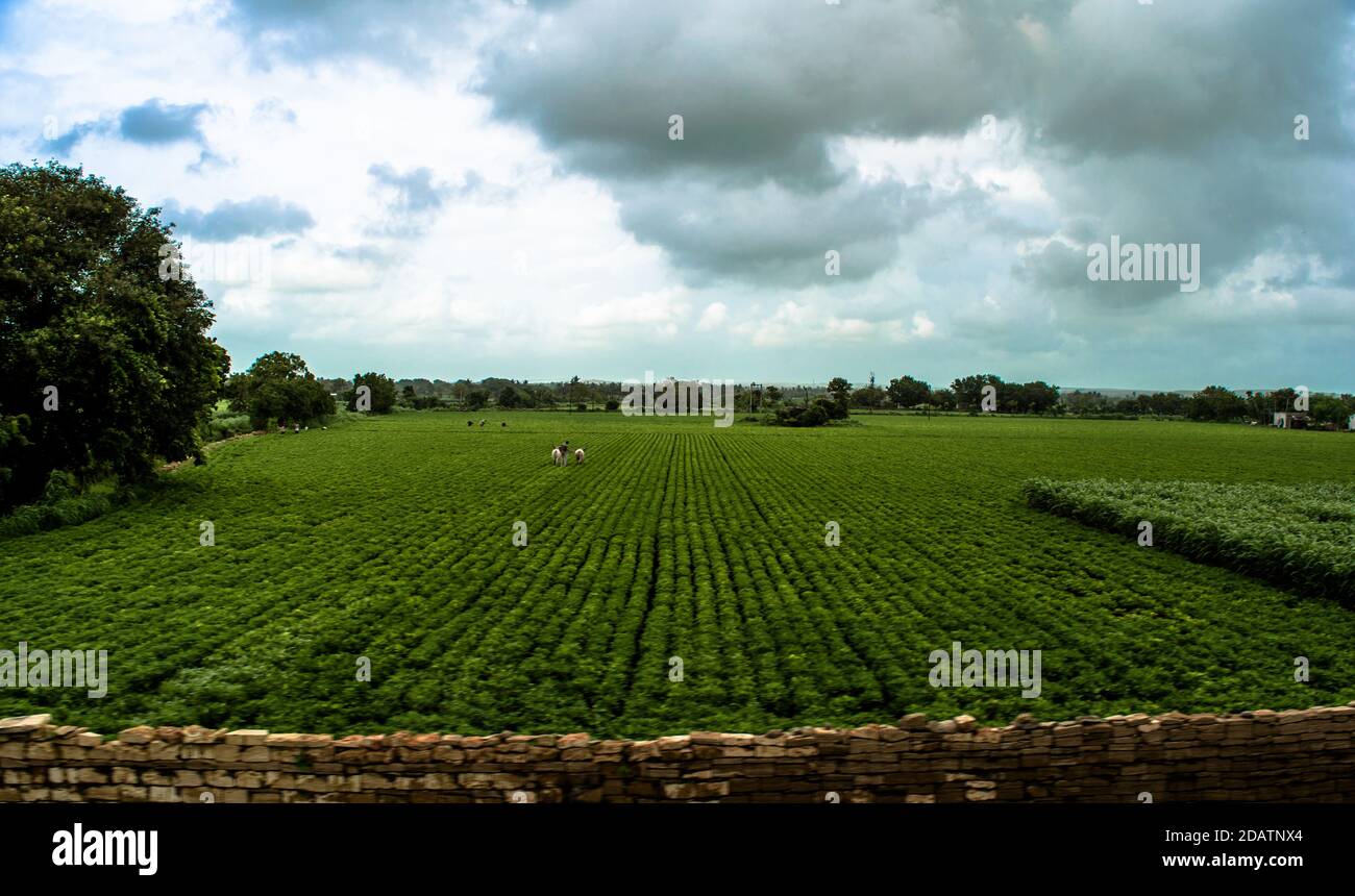 View of Green Farmland from running train in India Stock Photo - Alamy