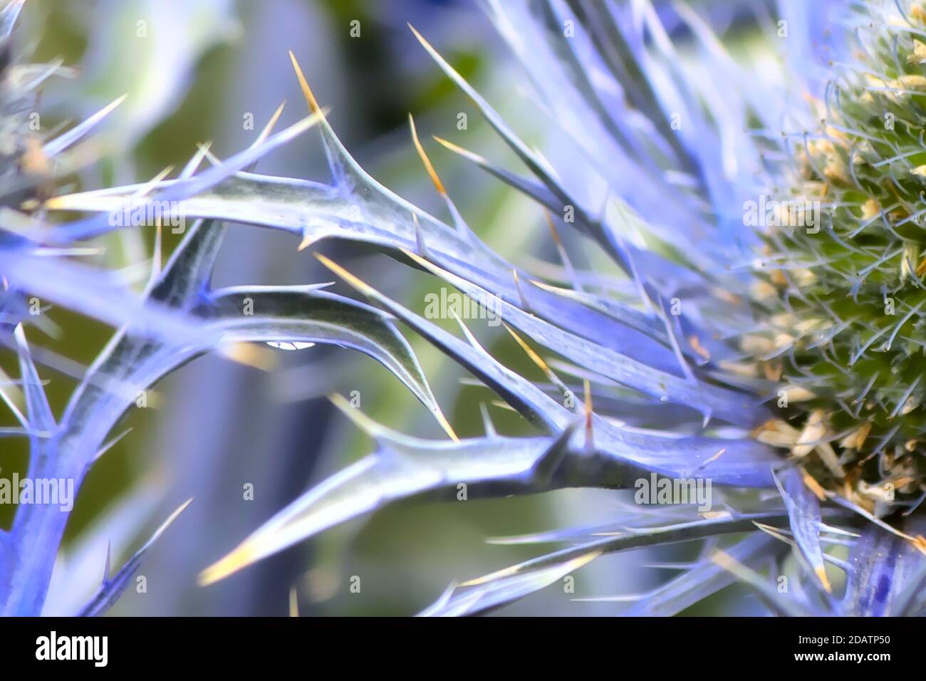 Sea Thistle up close and personal Stock Photo - Alamy