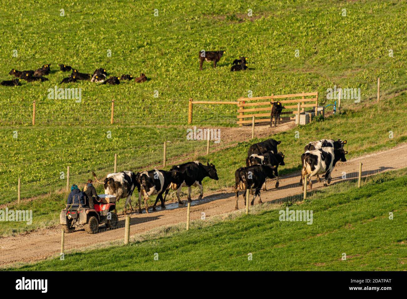 Cattle being herded with the use of a Quad bike Stock Photo - Alamy