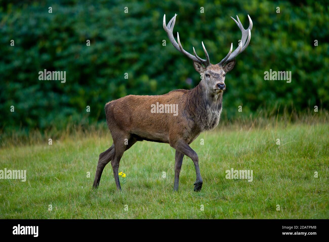 Largest native deer species hi-res stock photography and images - Alamy Largest native deer species hi-res stock photography and images - Alamy