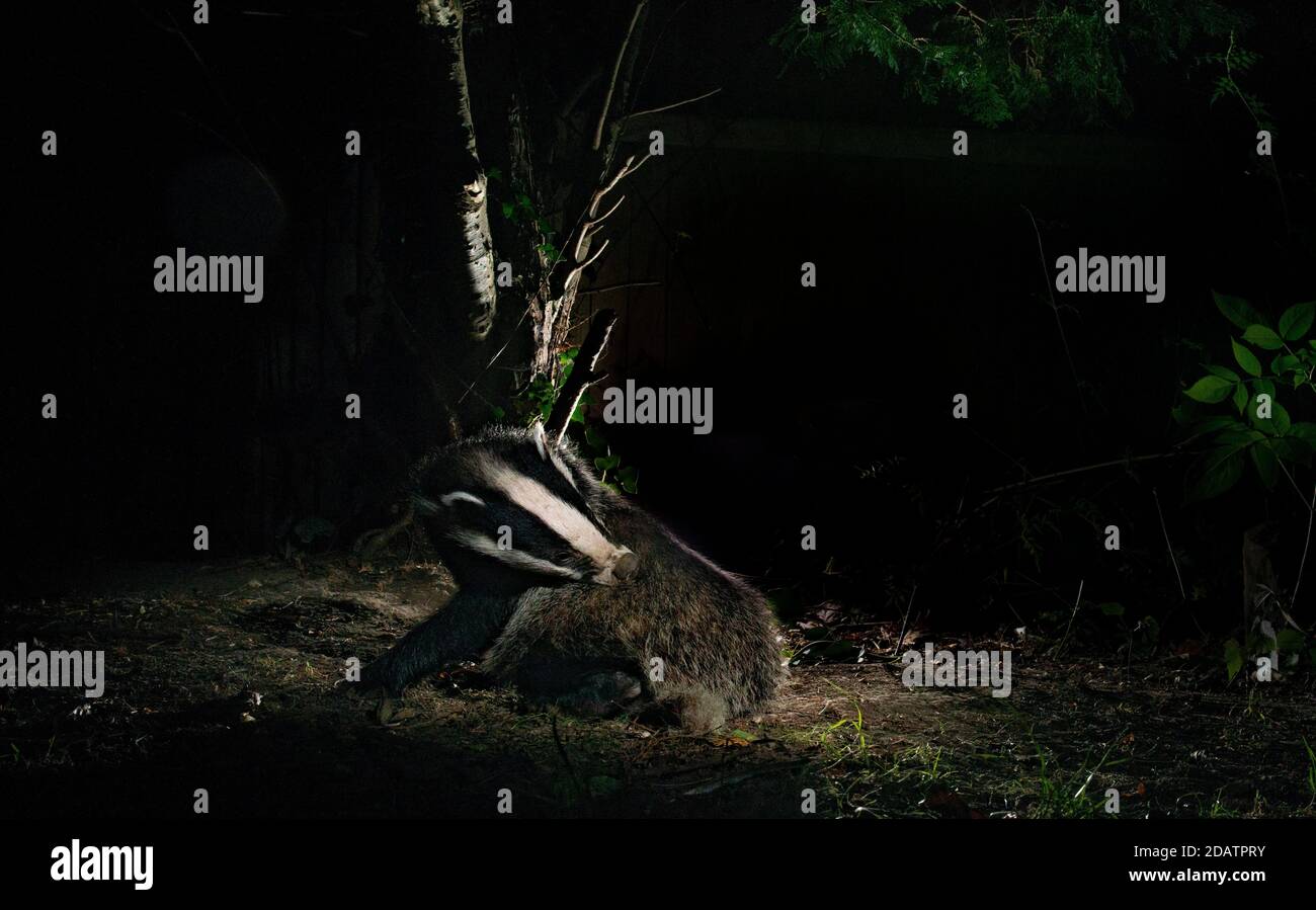 Badger Close Up High Resolution Stock Photography and Images - Alamy