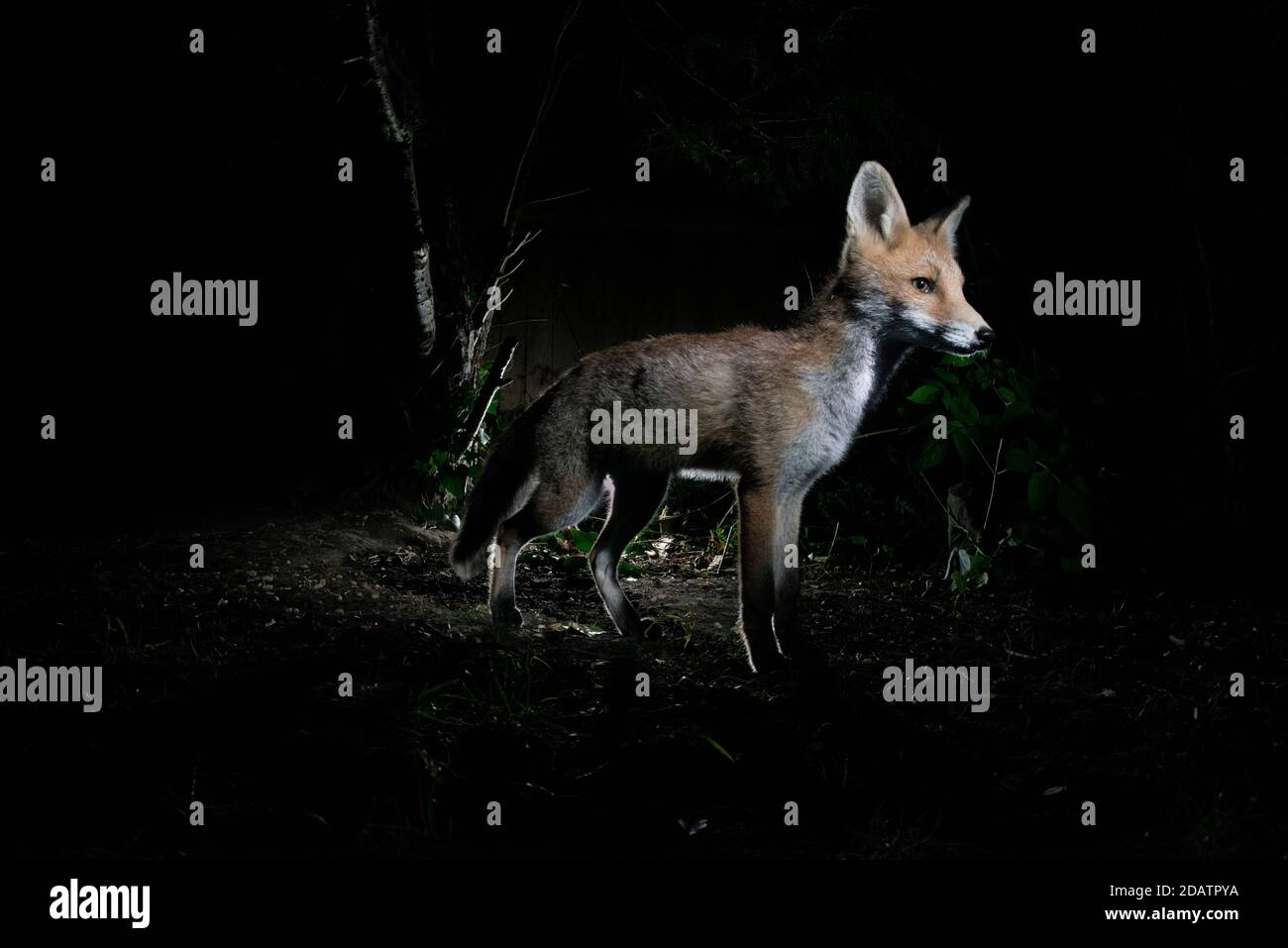 Young fox standing in a patch of light at night listening and watching ...