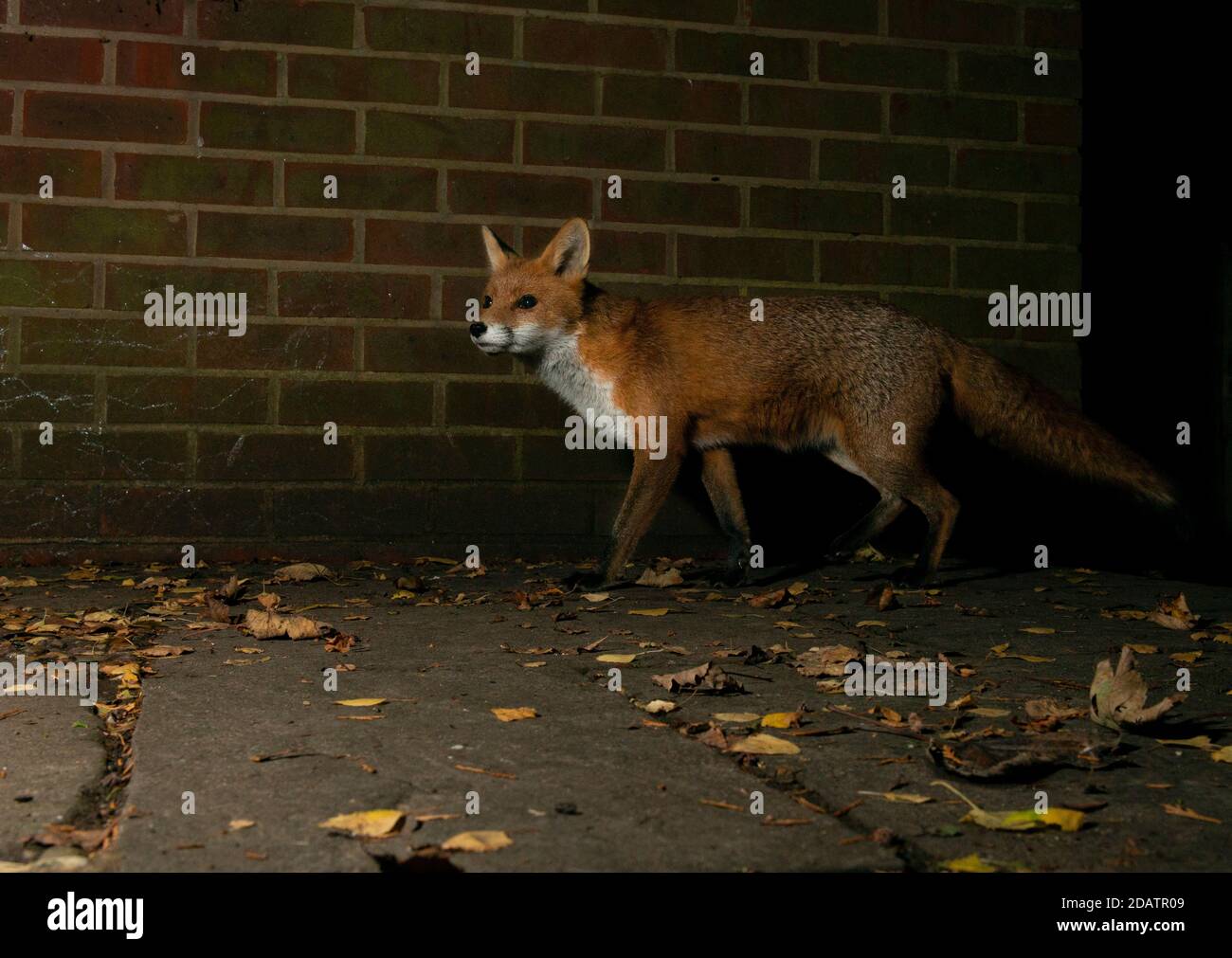 House of the dead hi-res stock photography and images - Alamy