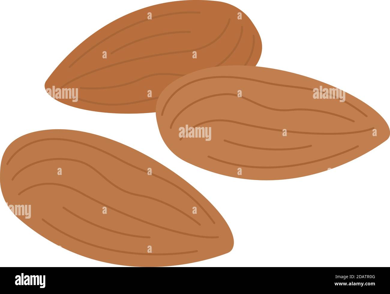 almond nut, simple vector illustration on a transparent background ...