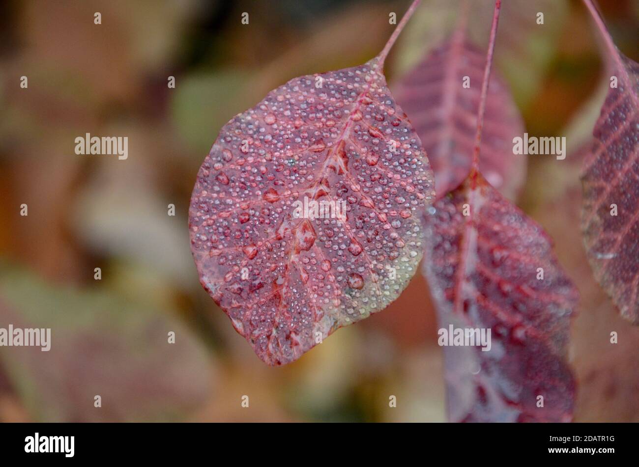 Beautiful Coloring High Resolution Stock Photography and Images - Alamy