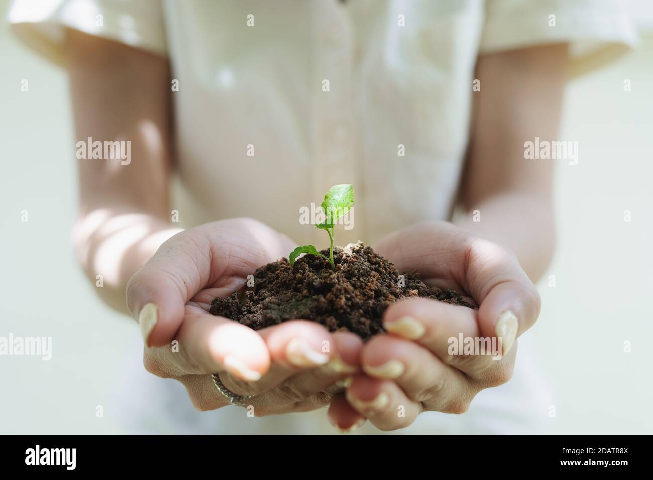 Hand holding sprout plant, seedling plant Stock Photo - Alamy
