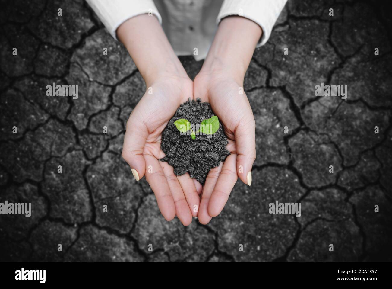 Hand holding growing tree, with cracked arid soil background. Climate ...